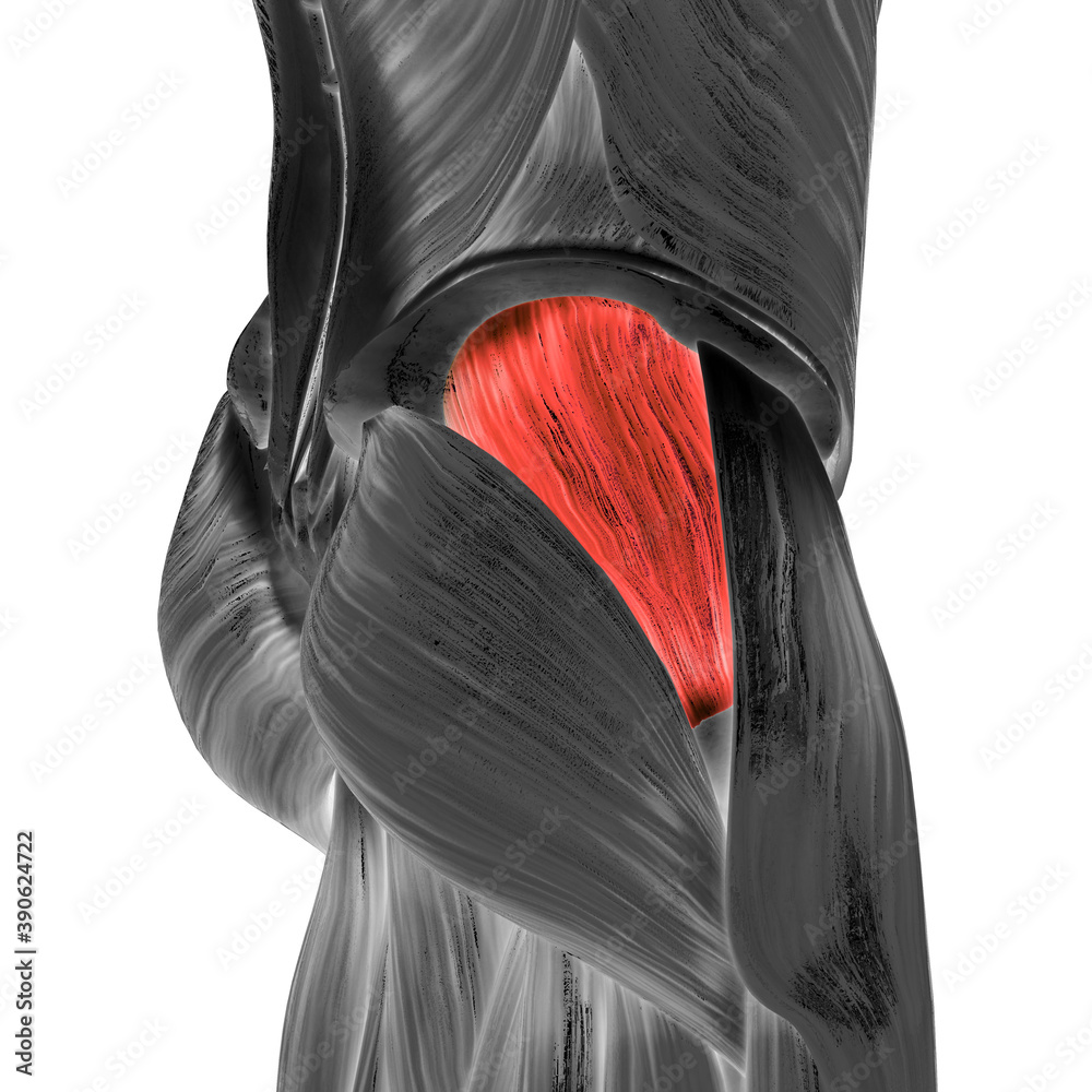 Human Muscular System Leg Muscles Gluteus Medius Muscle Anatomy Stock ...