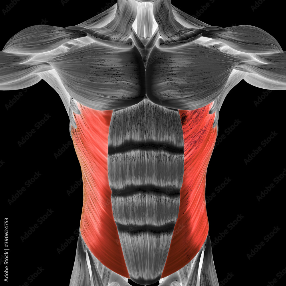 Human Muscular System Torso Muscles Abdominal External Oblique Muscle ...