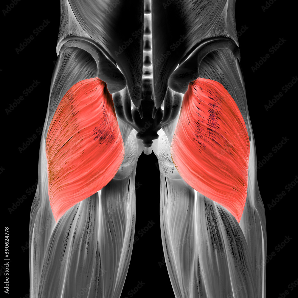 Poster Human Muscular System Leg Muscles Gluteus Maximus Muscle Anatomy ...