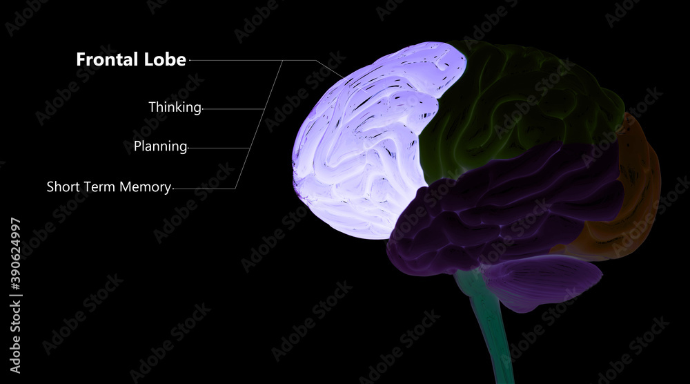 Central Organ of Human Nervous System Brain Lobes Frontal Lobe ...