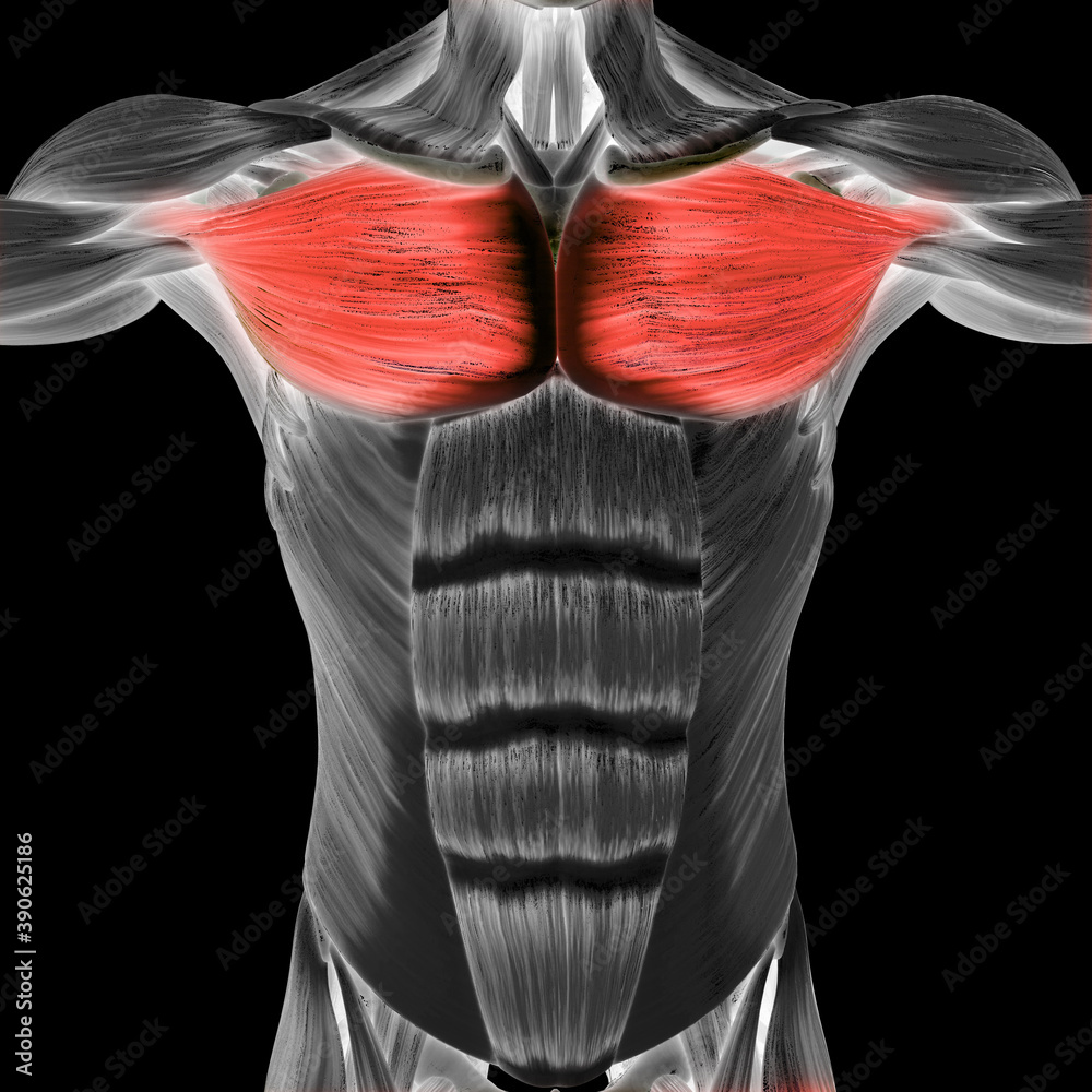 Human Muscular System Parts Pectoral Muscle Anatomy Stock Illustration ...