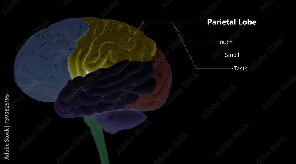 Central Organ of Human Nervous System Brain Lobes Parietal Lobe ...