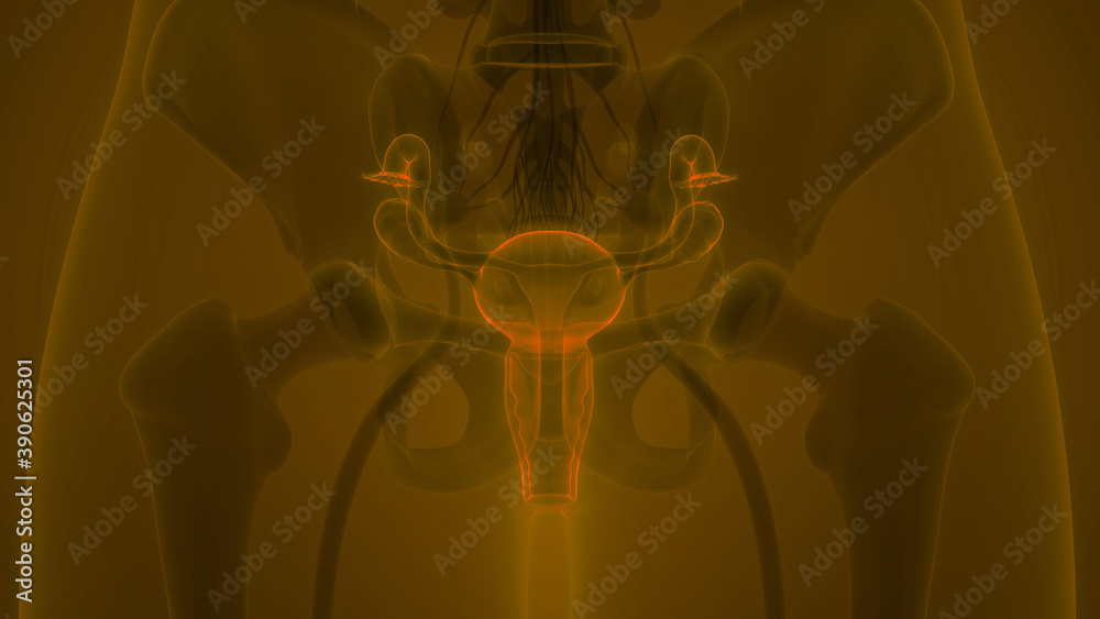 Female Reproductive System Anatomy Stock Illustration | Adobe Stock