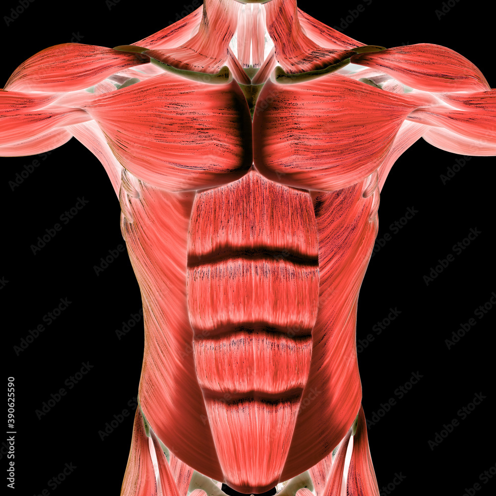 Muscles a Part of Human Body Muscular System Anatomy Stock Illustration ...