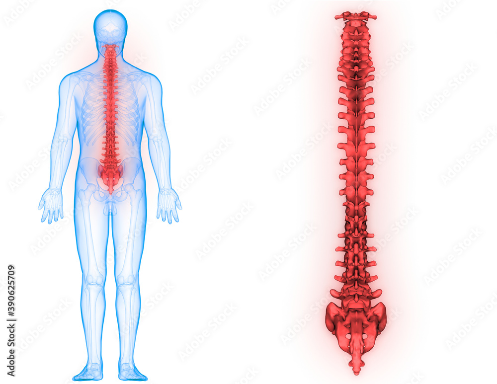 Spinal Cord Vertebral Column of Human Skeleton System Anatomy Stock ...