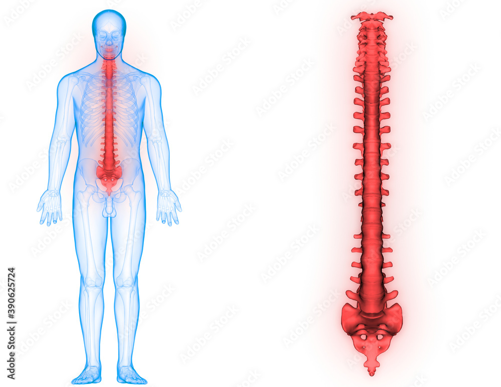 Spinal Cord Vertebral Column of Human Skeleton System Anatomy Stock ...