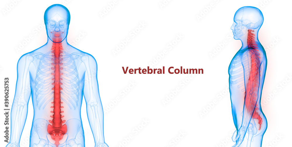 Spinal Cord Vertebral Column of Human Skeleton System Anatomy Stock ...