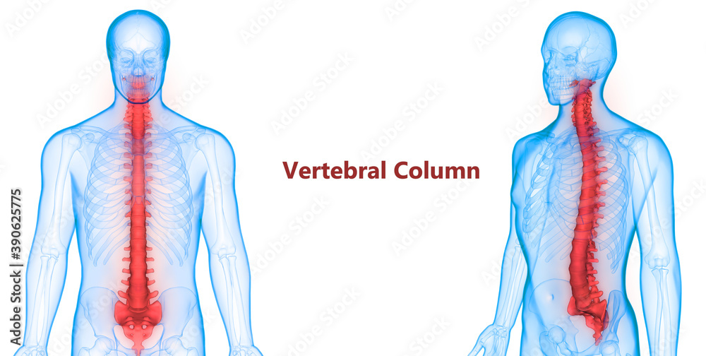 Spinal Cord Vertebral Column of Human Skeleton System Anatomy Stock ...