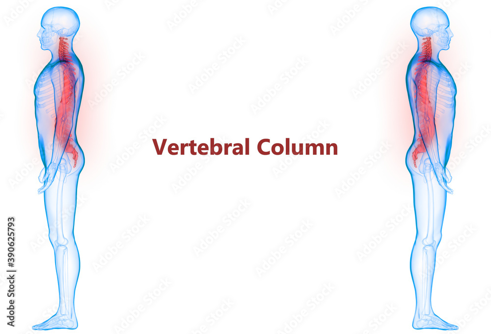 Spinal Cord Vertebral Column of Human Skeleton System Anatomy Stock ...