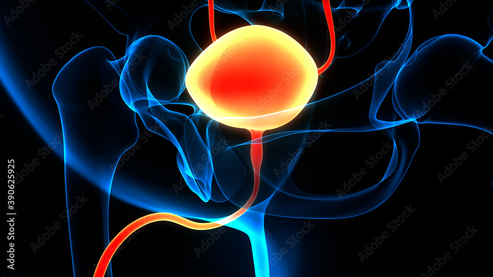 Human Urinary System Bladder Anatomy Stock Illustration | Adobe Stock