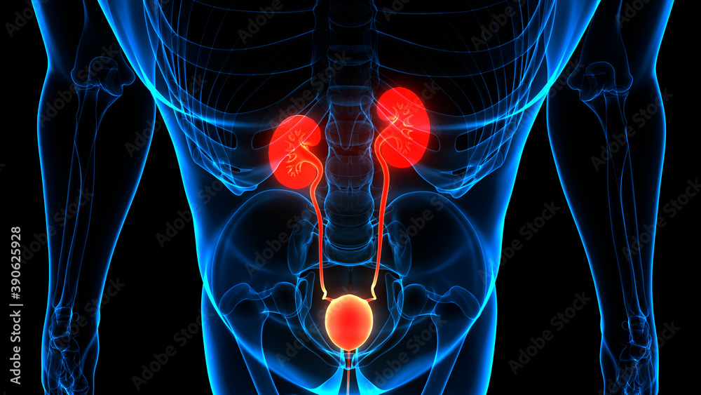 Human Urinary System Kidneys with Bladder Anatomy Stock Illustration ...
