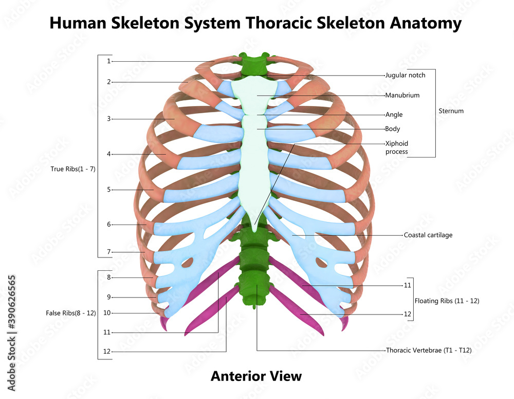 Human Skeleton System Thoracic Skeleton Described with Labels Anatomy ...