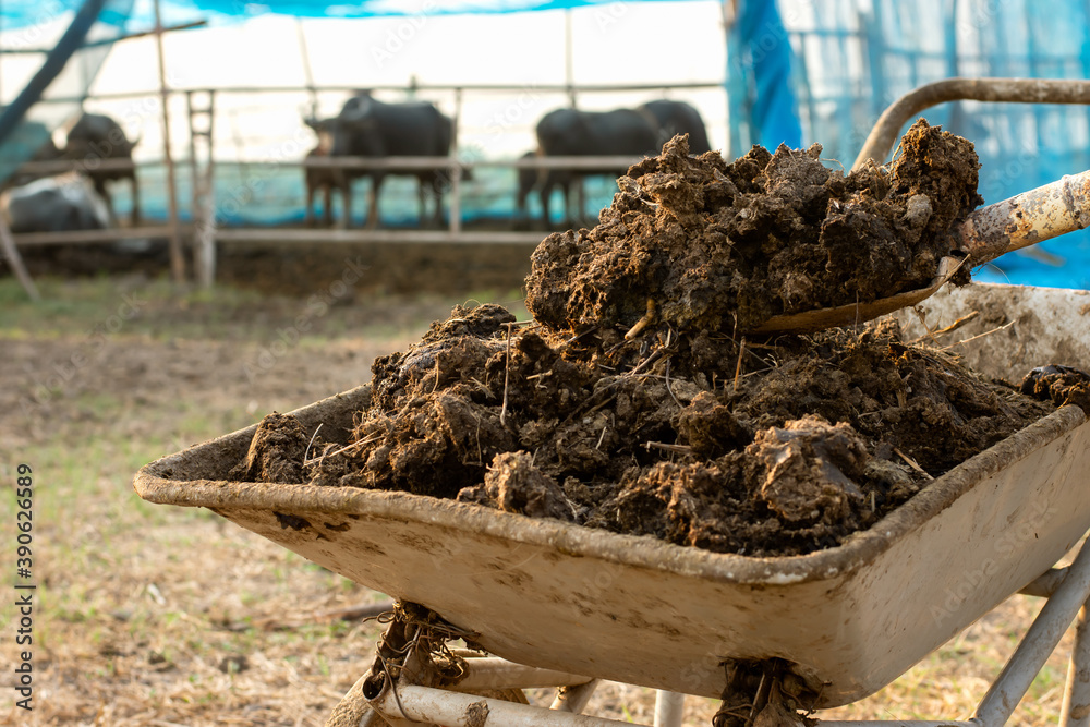Manure or cow manure for cultivation and agriculture. Stock Photo ...