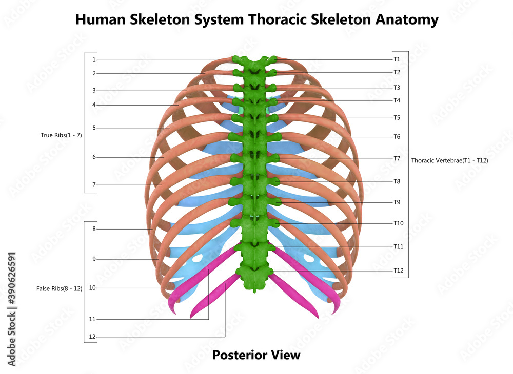 Human Skeleton System Thoracic Skeleton Described with Labels Anatomy ...