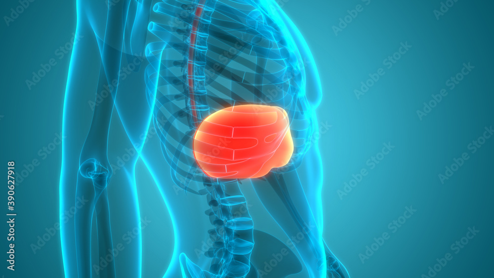 Human Internal Digestive Organ Liver Anatomy Stock Illustration | Adobe ...