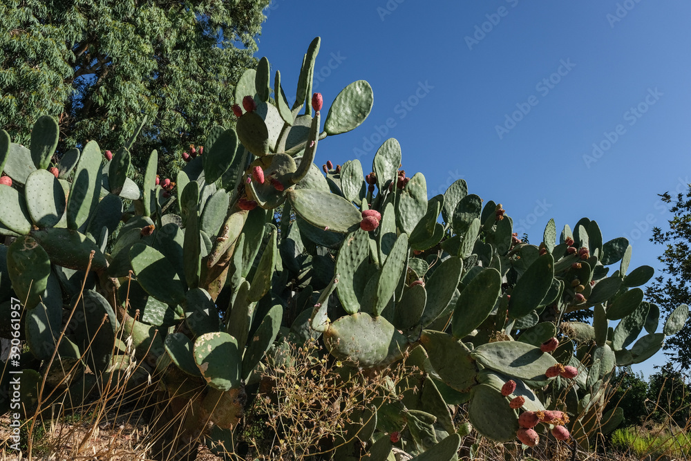 A prickly pear cactus, red sabra fruit, a genus in the cactus family as ...