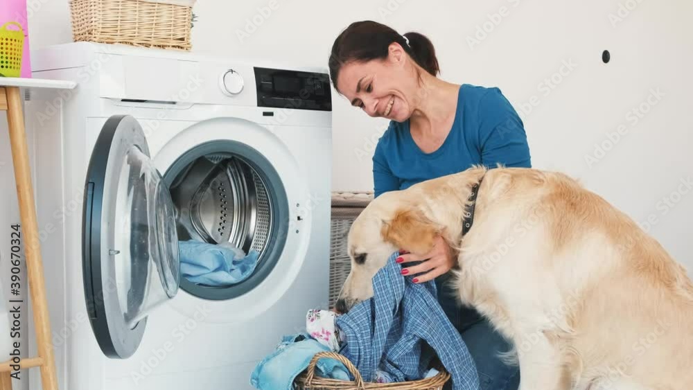 Woman with golden retriever dog playing while loading washing machine ...