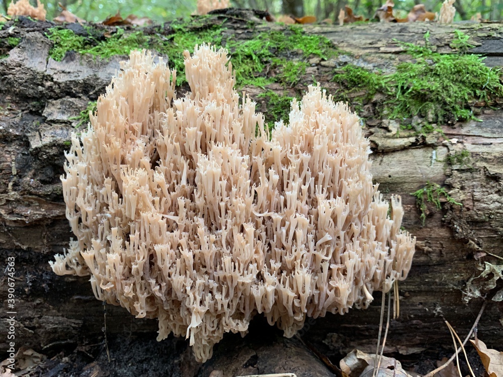 Toadstool mushrooms on a tree stump in an autumn deciduous forest. A ...
