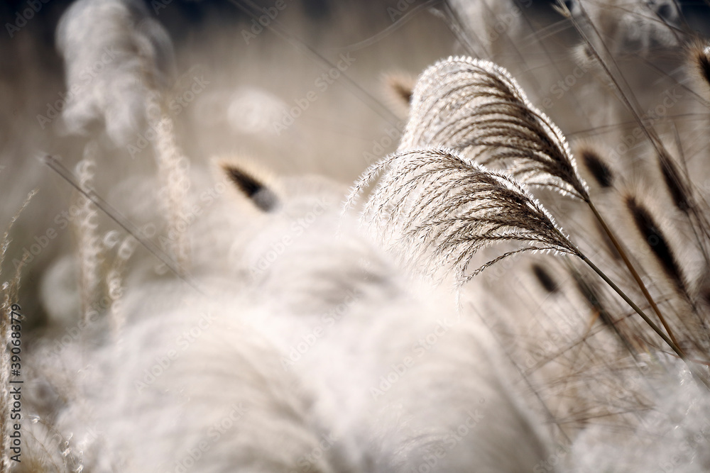 Reed, gras-like plants of Costa Brava. Girona Stock Photo | Adobe Stock