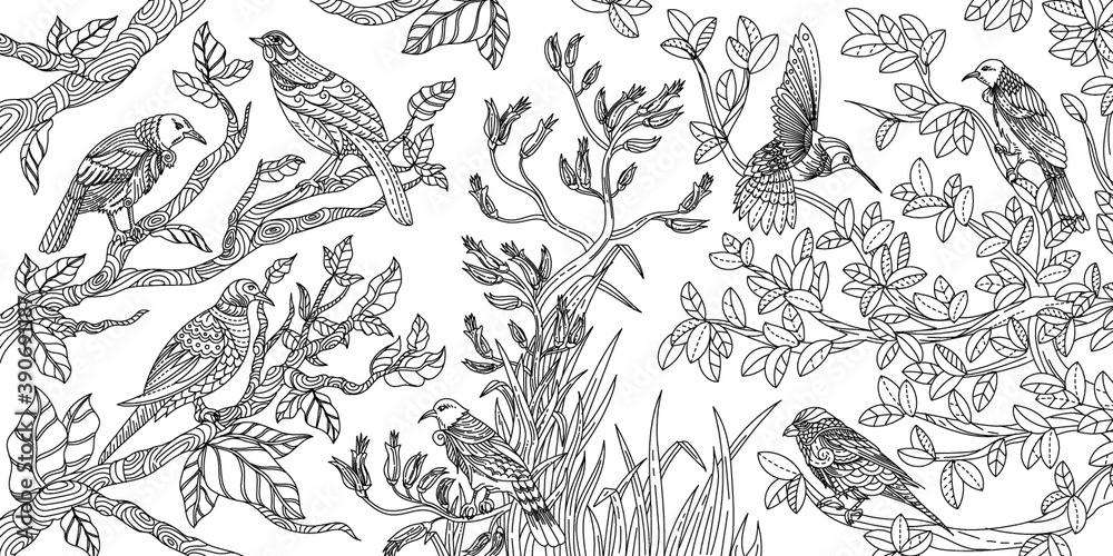 Outline Hand Drawn Various New Zealand Bird Adult Coloring Stock Vector ...