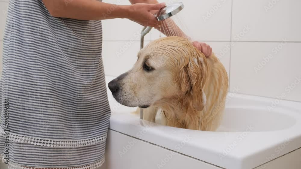 Girl washing soap off from golden retriever dog with shower in bathroom ...