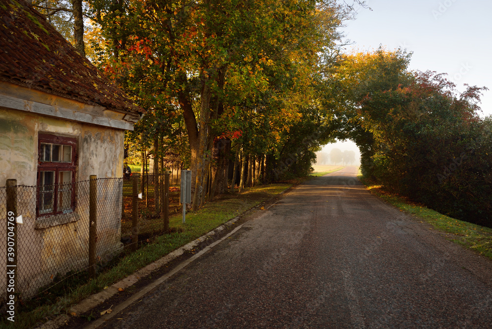 An old country asphalt road through the village and alley of oak trees ...