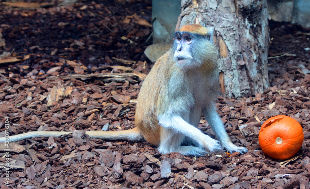Poster The patas monkey (Erythrocebus patas), also known as the wadi ...