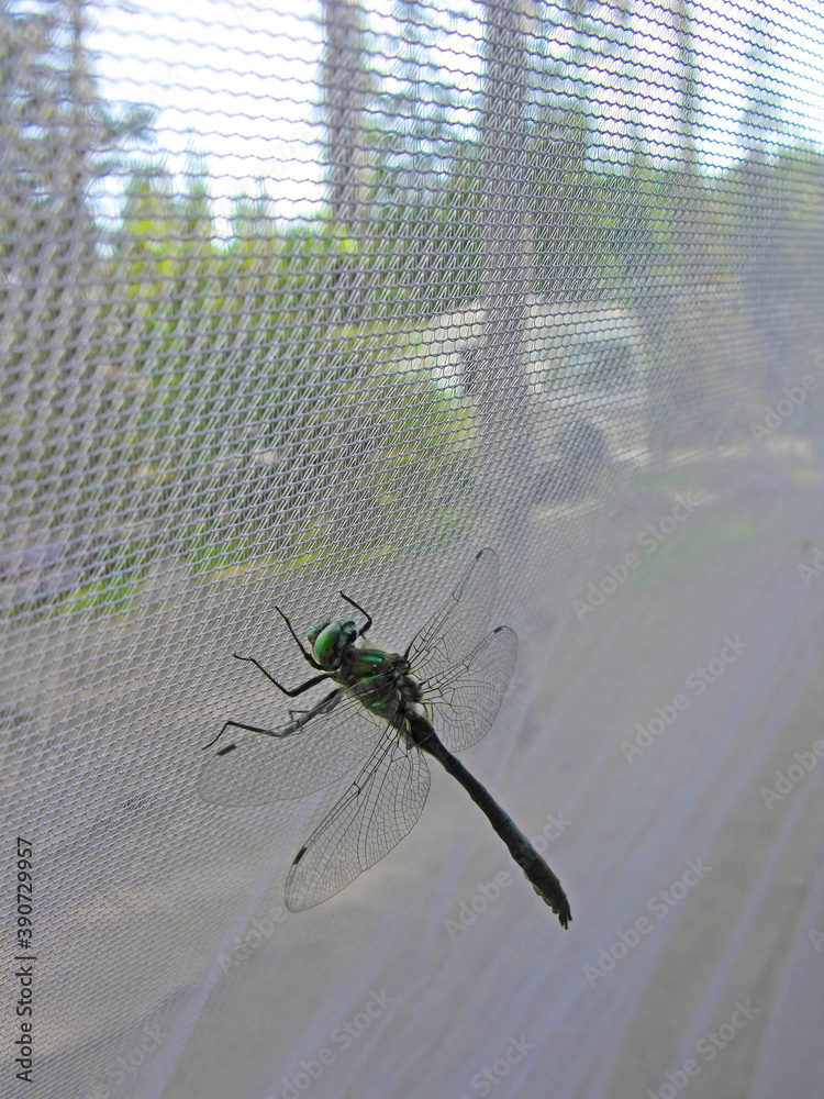 Dragonfly - A closeup image of a green and yellow dragonfly on a tent`s ...