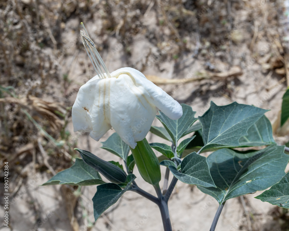 The large white moonflowers of sacred datura (Datura wrightii), a ...
