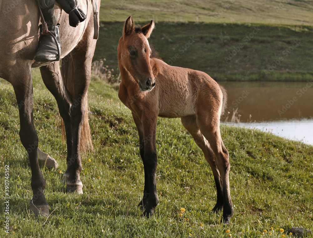 Newborn Horse Standing