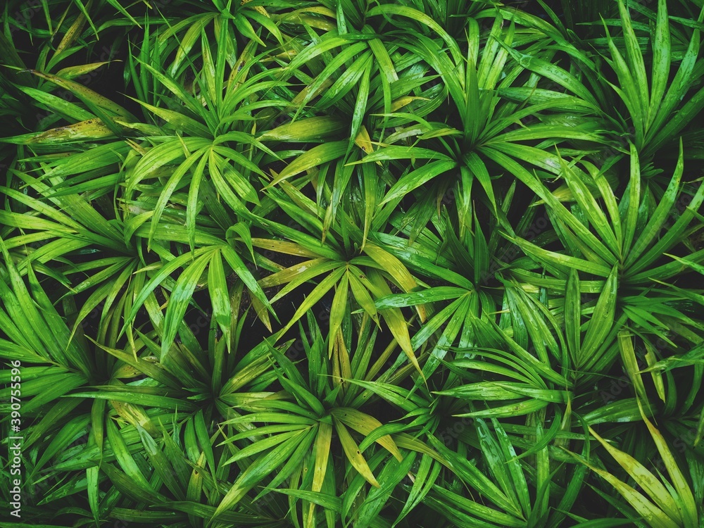 wet fragrant pandanus Pandanus amaryllifolius pandan wangi shot from ...