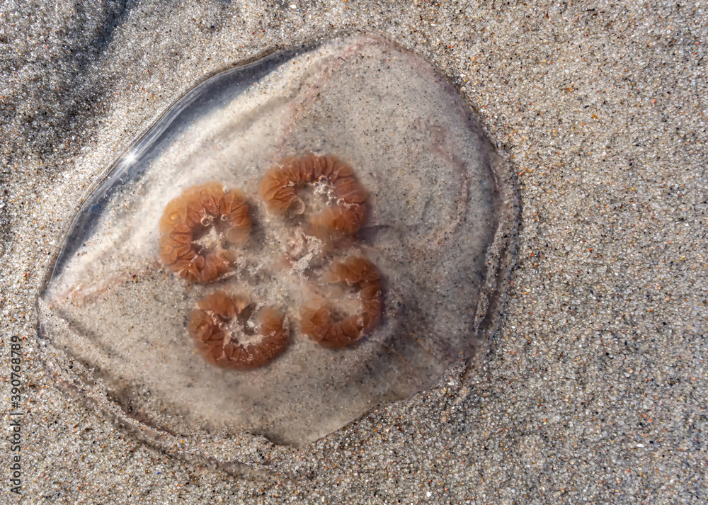 Ohrenqualle - Öronmanet, Aurelia aurita am Strand der Ostsee ...
