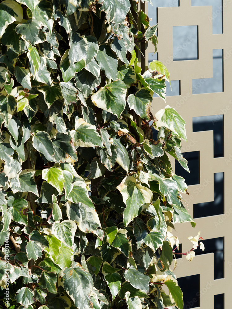 Hedera algeriensis or Algerian or Canary Island ivy, ornamental climber ...