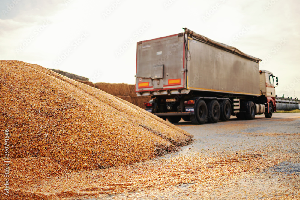 Ripe and hull corn on pile prepared for transportation. In background ...