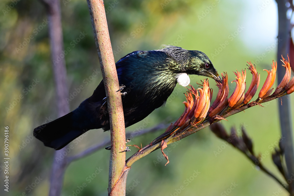 Foto de Tui is unique to New Zealand and belong to the honeyeater ...