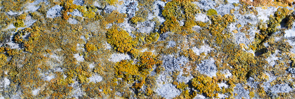 Lichen on natural stone.top view.Texture,background Stock Photo | Adobe ...