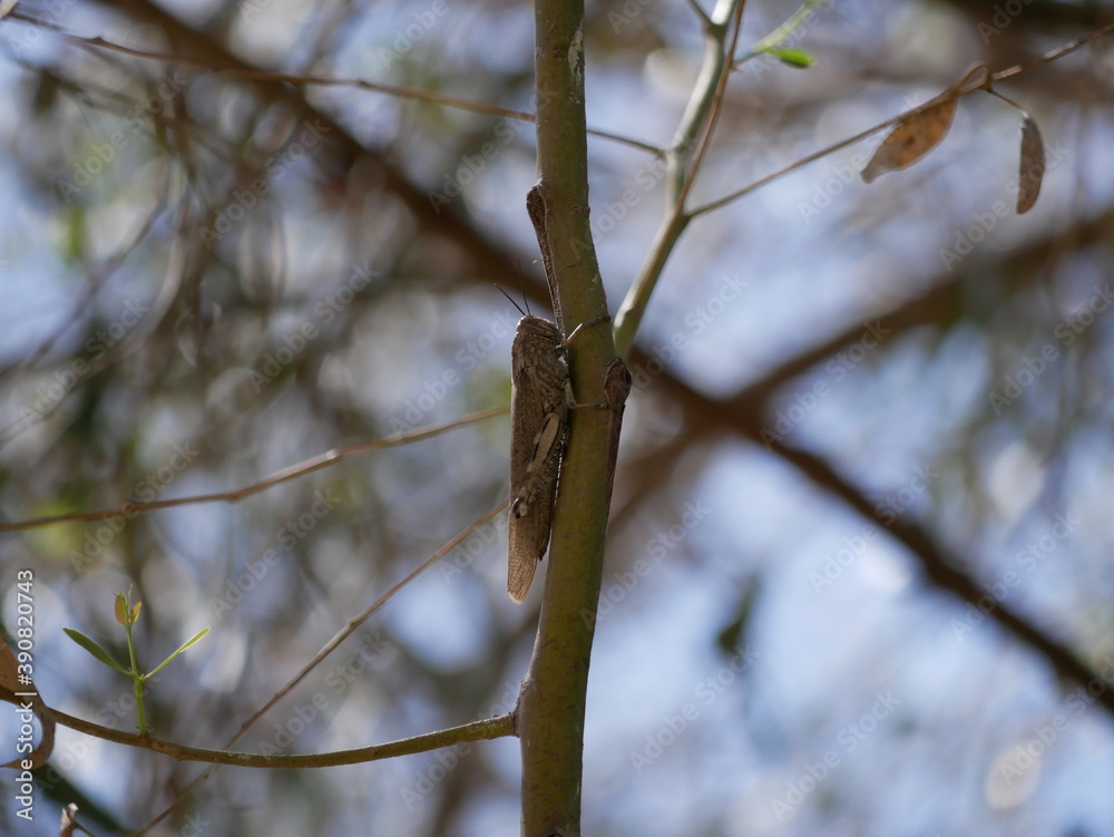 Macrophotograph of a large grey migratory locust Locusta migratoria on ...