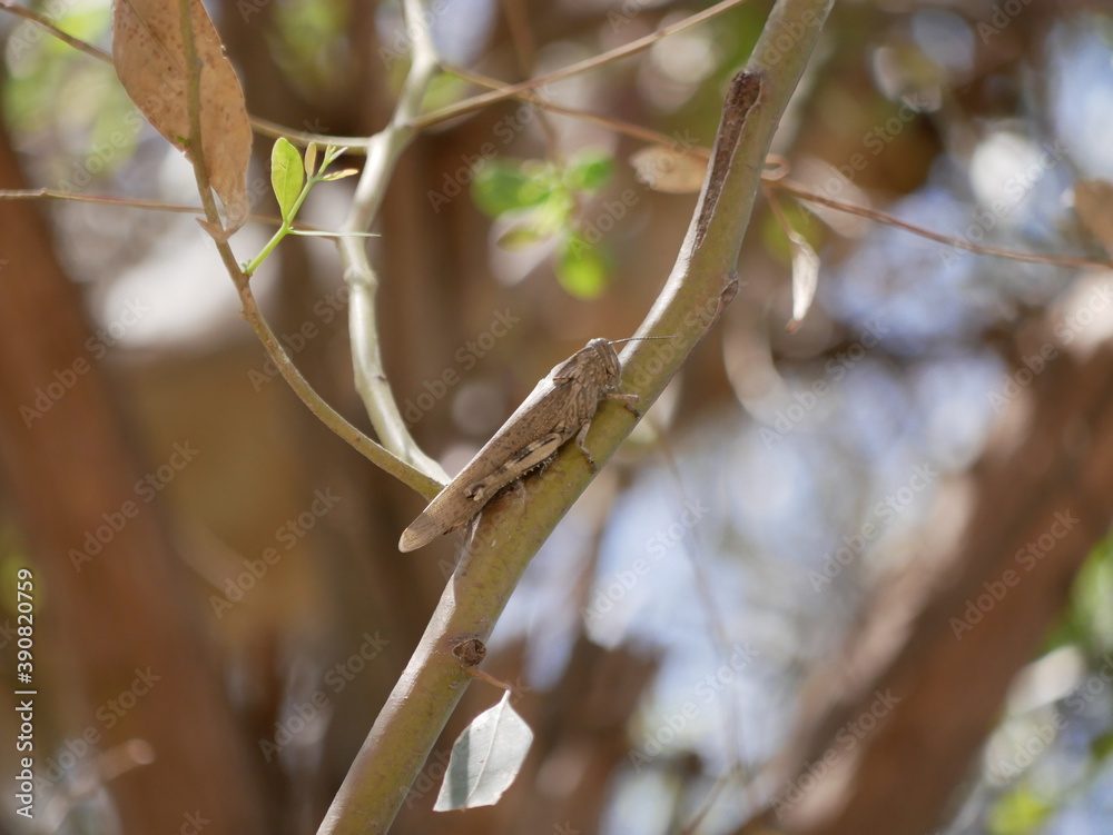 Macrophotograph of a large grey migratory locust Locusta migratoria on ...