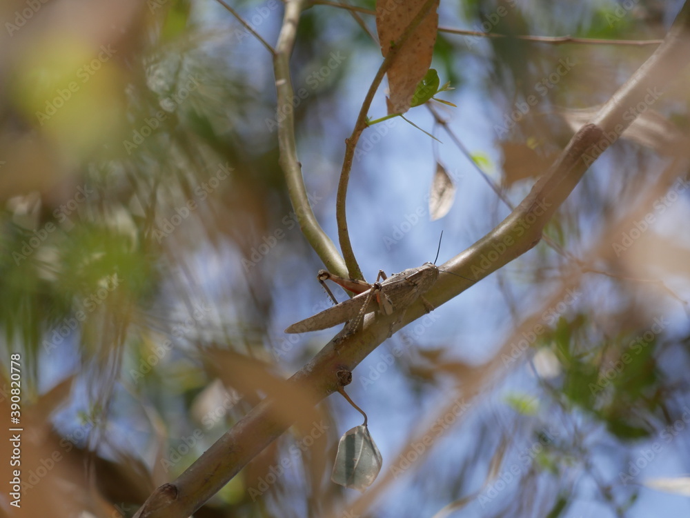 Macrophotograph of a large grey migratory locust Locusta migratoria on ...