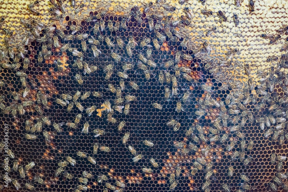Background consists of bees on a honeycomb. Lots of bees fill combs ...
