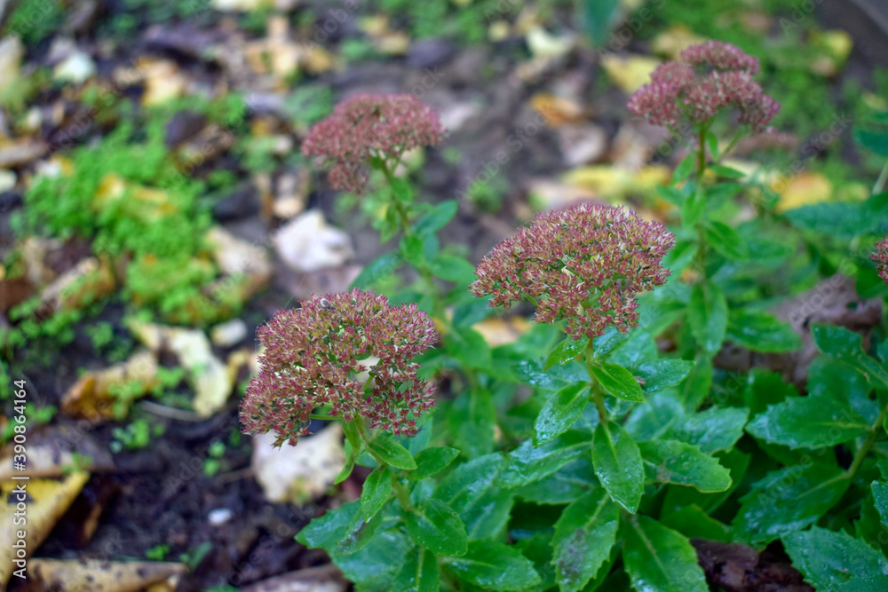 Large bush of sedum on the ground. Blooming Sedum spectabile. Medicinal ...