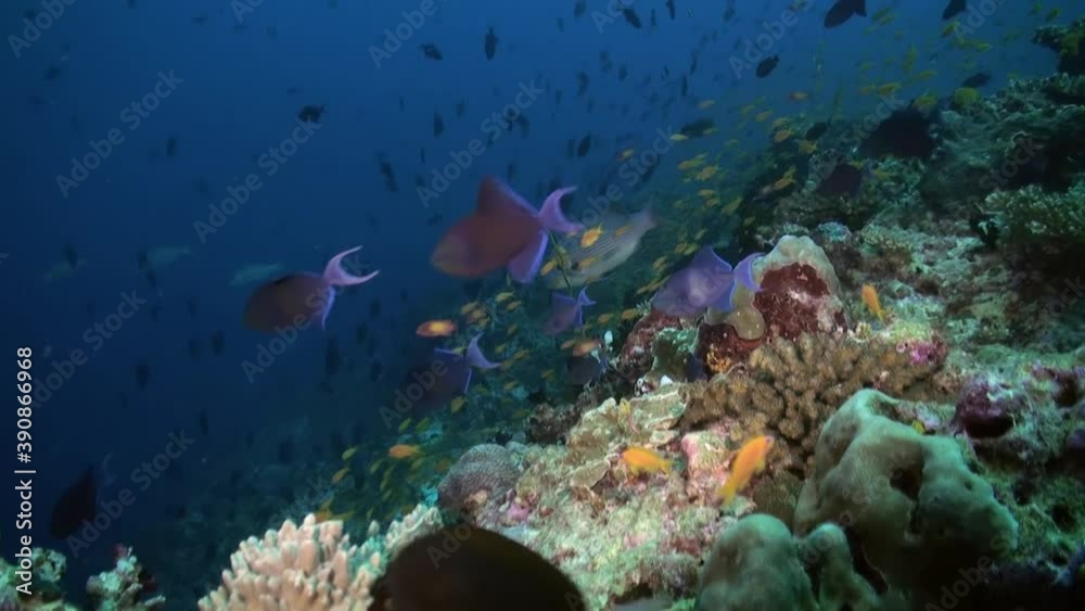 A flock school of tropical fish on the reef in search of food. Amazing ...