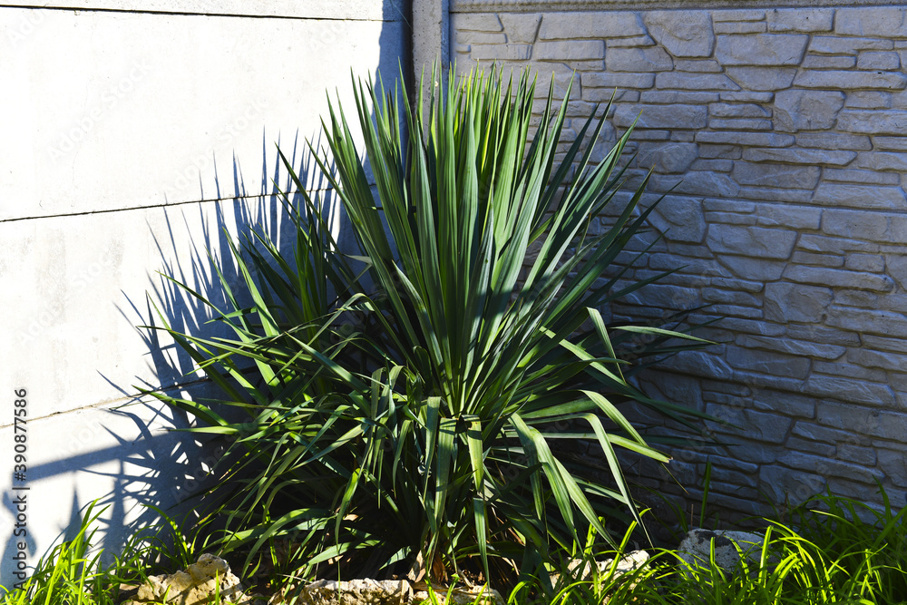A beautiful and lush tropical palm tree growing in the corner of a ...