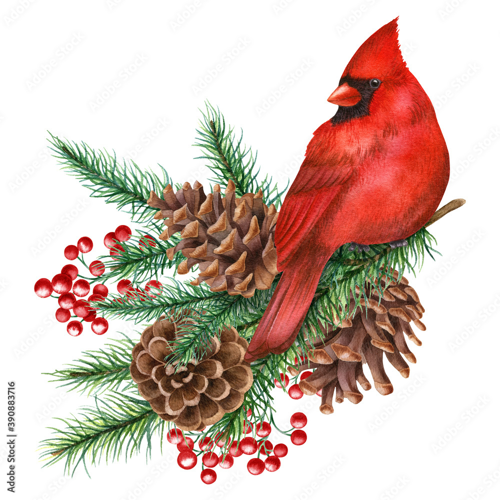 Watercolor illustration with red cardinal and winter plants isolated on ...