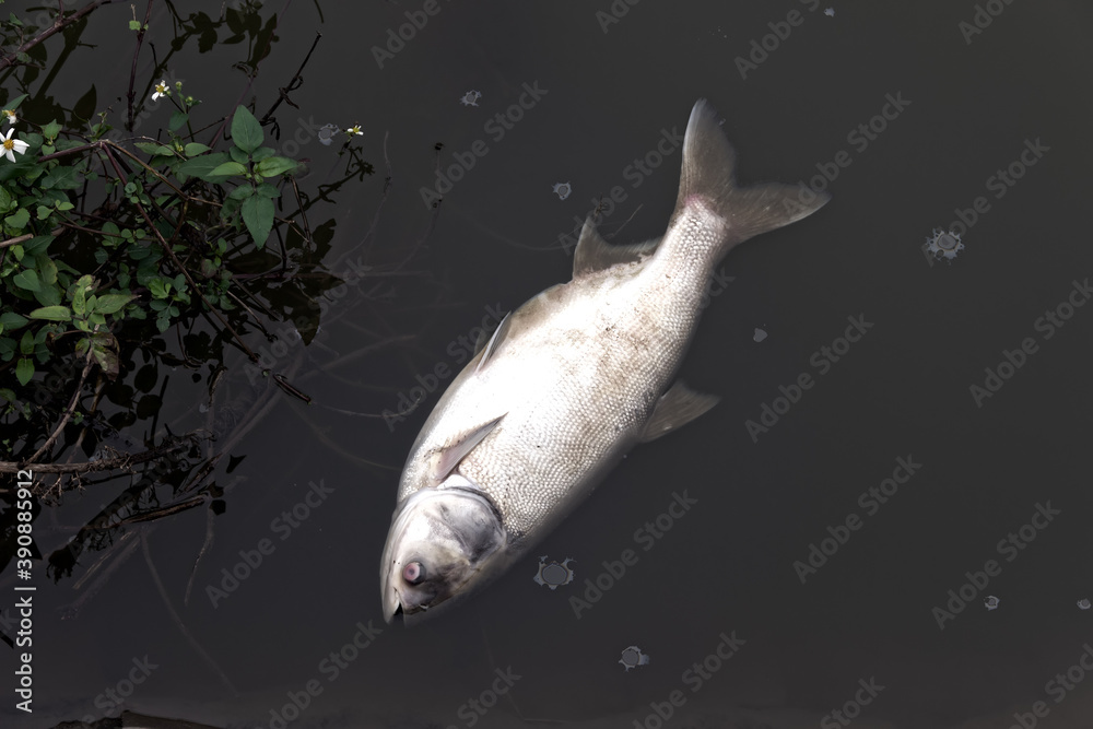 Dead Silver carp (Hypophthalmichthys molitrix) in the pond. Fish ...