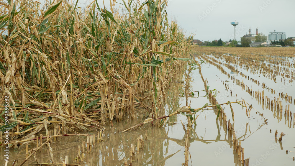 Flood corn mold blight maize yellow ears plants field damaged flooded ...