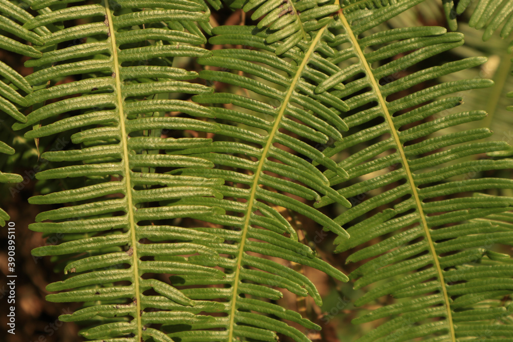 Dicranopteris linearis is a common species of fern known by many common ...