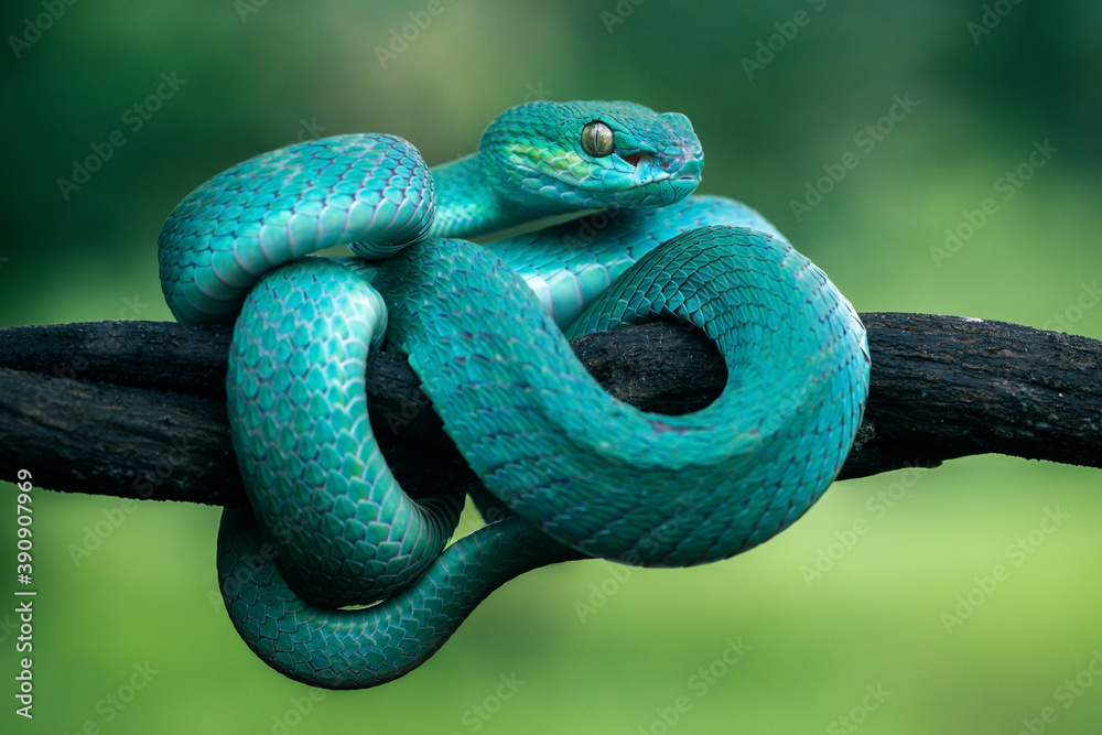 the blue insularis pit viper snake Stock Photo | Adobe Stock