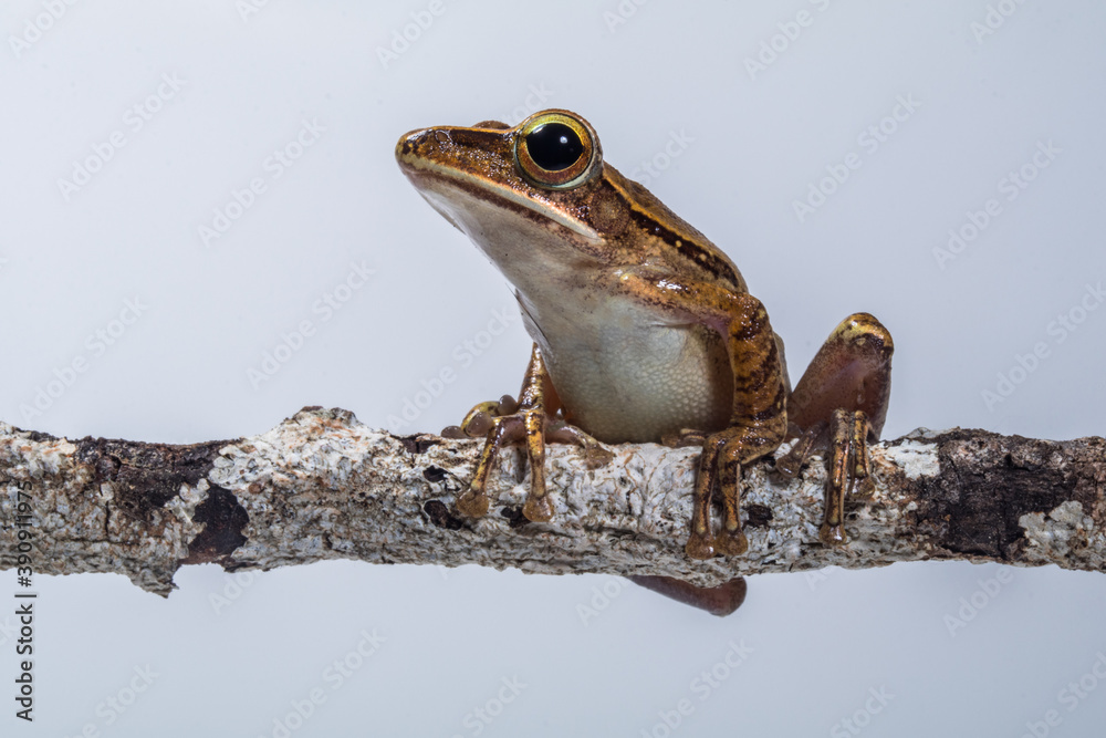 common tree frog, four-lined tree frog, golden tree frog or striped ...
