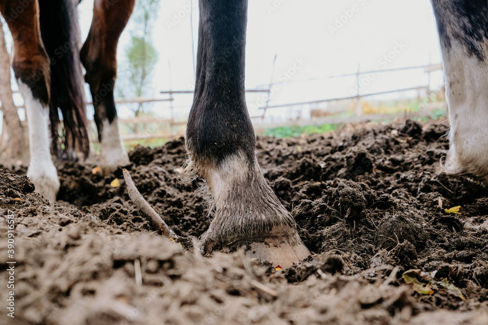 All Images Of Cloven Footed Animals